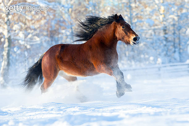 Big draft horse runs in winter (517504839) - 게티이미지뱅크