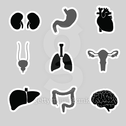 internal human body organs stickers eps10 (482923527) - 게티이미지뱅크
