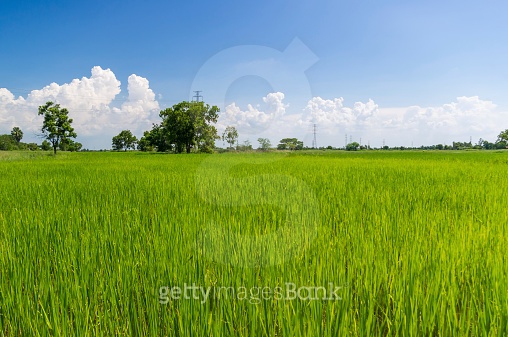 Rice field and blue sky. 이미지 (522077141) - 게티이미지뱅크