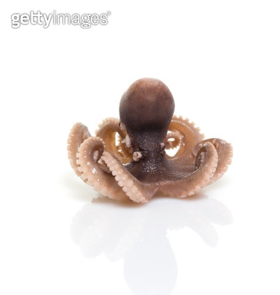 Little baby octopus isolated on white background 이미지 (507651467) - 게티이미지뱅크
