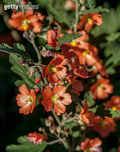 Copper Globemallow Wildflowers in Southern New Mexico 이미지 (510013201 ...