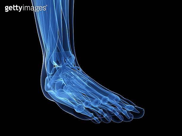 blue transparent foot anatomy 이미지 (475611727) - 게티이미지뱅크