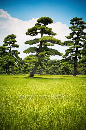 Japanese trees and sky 이미지 (523111249) - 게티이미지뱅크