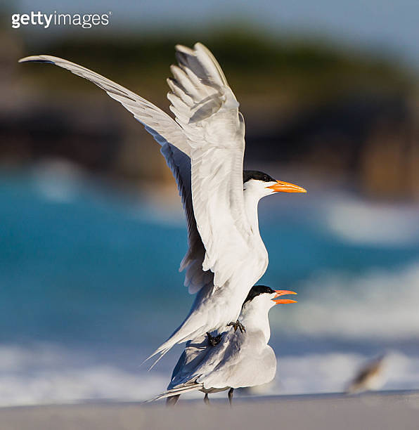 Male tern mounts female during breeding season with wings spread ...