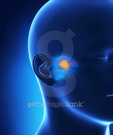 Middle ear anatomy 이미지 (490615345) - 게티이미지뱅크