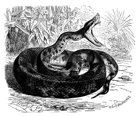 Antique illustration of fer-de-lance, Martinican pit viper (Bothrops ...