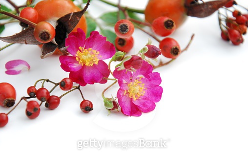 rose hips and flower 이미지 (521853001) - 게티이미지뱅크