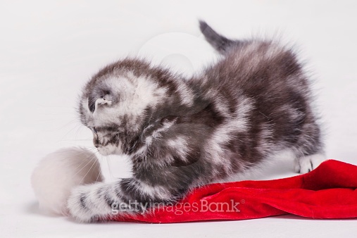Kitten and ball. Gift kitten playing with a cap 이미지 (521725851) - 게티이미지뱅크