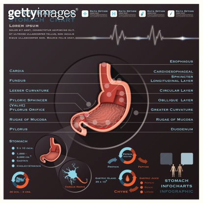 Stomach And Digestive Tract Anatomy System Medical Infographic ...