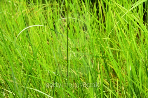 Jungle Grass Background 이미지 (477455671) - 게티이미지뱅크