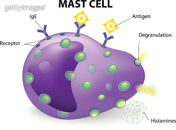 mast cell or a mastocyte, labrocyte (500393403) 일러스트, 무료 일러스트 - 게티이미지뱅크