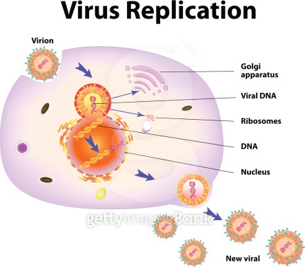 Virus Replication. Vector illustration 이미지 (508170355) - 게티이미지뱅크
