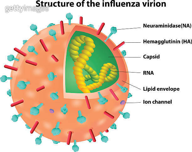 Structure of the influenza virion. Virus. Vector 이미지 (500341599) - 게티이미지뱅크
