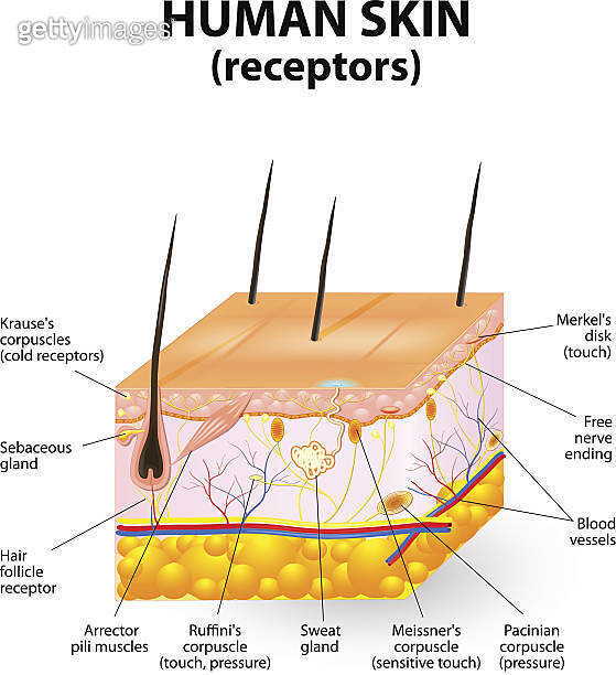 human skin layer vector cross section (508170127) - 게티이미지뱅크