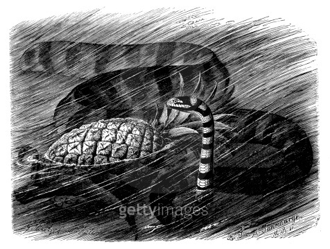 Antique illustration of blue-lipped sea krait (Laticauda laticaudata ...