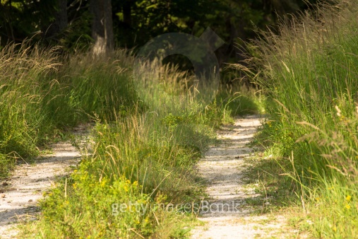 Overgrown Path in the Sunlight 이미지 (507956643) - 게티이미지뱅크