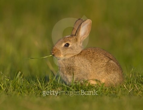 Common rabbit (Oryctolagus cuniculus) (475179545) - 게티이미지뱅크