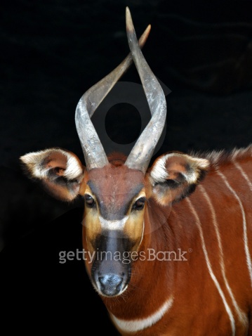African Bongo (Antelope) 이미지 (487924309) - 게티이미지뱅크