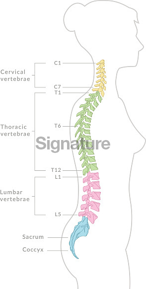 Spine Diagram 이미지 523037013 게티이미지뱅크