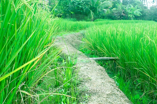pathway among rice field on the northern 이미지 (494346127) - 게티이미지뱅크
