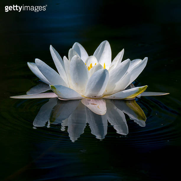 Water lily big focus (504107541) - 게티이미지뱅크