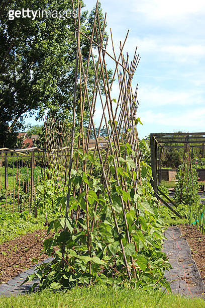 Allotment vegetable garden plot with runner beans, plants, bamboo canes ...