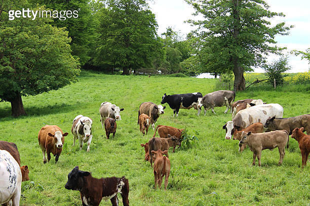 Mixed cows and young calves grazing in green farm field 이미지 (494347007 ...