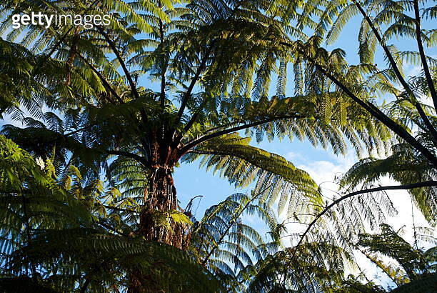 Punga Tree Fern Canopy, New Zealand 이미지 (519660229) - 게티이미지뱅크