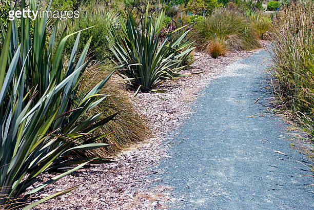 Footpath through New Zealand Flax 이미지 (463440347) - 게티이미지뱅크
