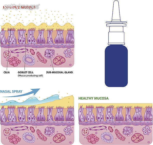 Nasal mucosa cells and micro cilia vector scheme (519441183) 일러스트, 무료 ...