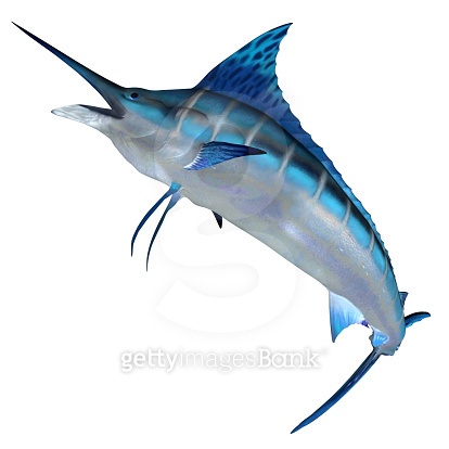 Blue Marlin Front Profile 이미지 (515659021) - 게티이미지뱅크