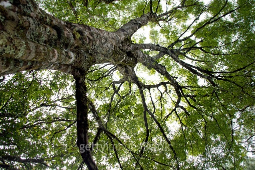 Looking up in Forest - Green Tree branches nature abstract 이미지 ...