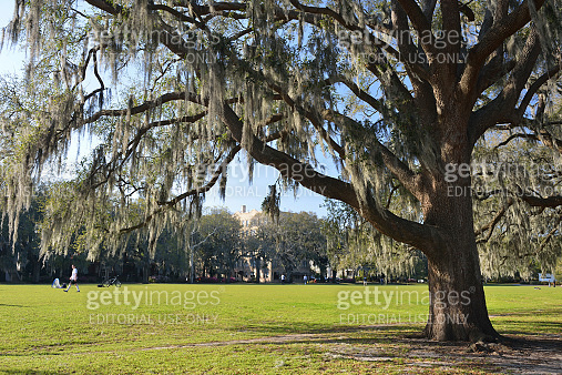 Oak Tree at Forsyth Park in Savannah 이미지 (537097195) - 게티이미지뱅크