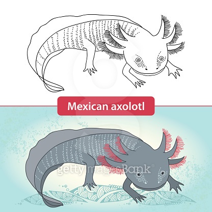 Mexicanum axolotl before transformation. Ambystoma tigrinum. 이미지 ...