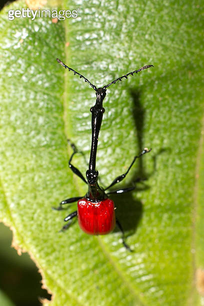 Giraffe-necked weevil beetle in Madagascar Perinet Andasibe National ...