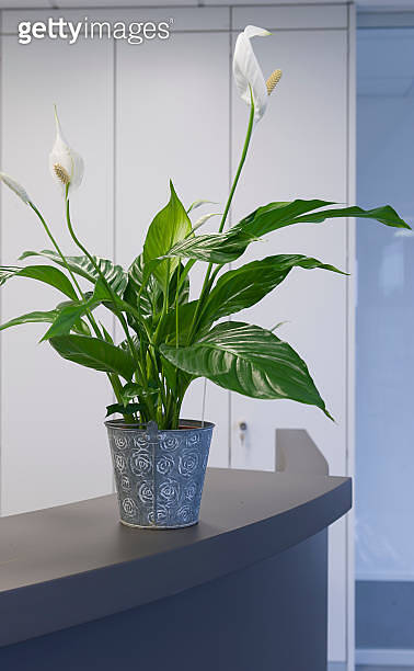 Office reception desk with plant 이미지 (471680527) - 게티이미지뱅크