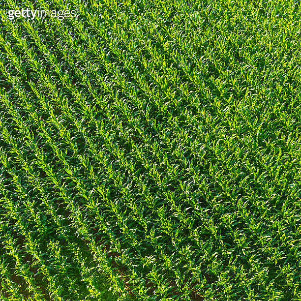 Vibrant green maize corn crop diagonal rows agricultural aerial view ...