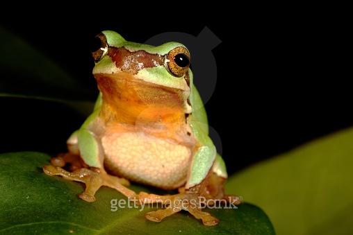 Wild Chinese tree frog 이미지 (464921788) - 게티이미지뱅크