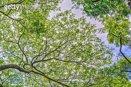HDR image of Tree with spring leaves with sky 이미지 (486522769) - 게티이미지뱅크