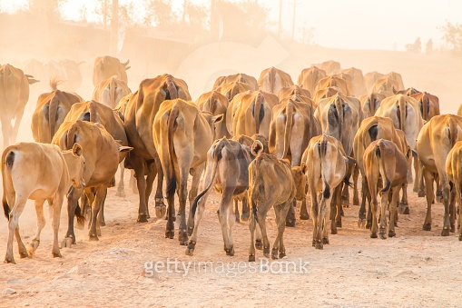 Herdsman Shepherd Cattle at Roadside in MuiNe Vietnam 이미지 (474898792 ...