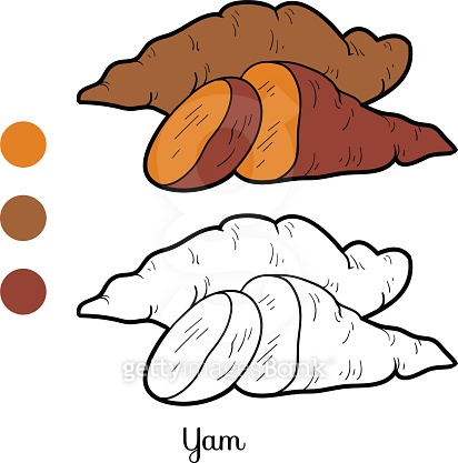 Coloring book for children: fruits and vegetables (yam) 이미지 (496310020 ...