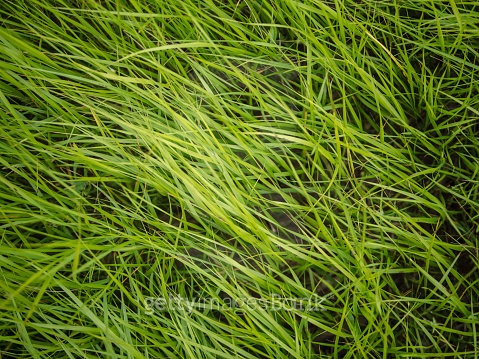 Authentic green grass background 이미지 (484994220) - 게티이미지뱅크