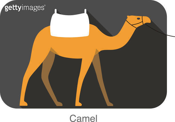 Camel walking on the ground, flat icon, Animal series 이미지 (469614992 ...