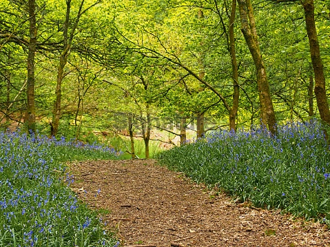 Bluebells in Callander Park, Falkirk. 이미지 (475172548) - 게티이미지뱅크