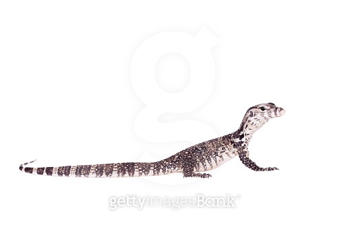 Timor Monitor Lizard, Varanus timorensis, on white (476802510) - 게티이미지뱅크