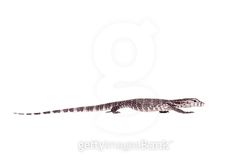 Timor Monitor Lizard, Varanus timorensis, on white (477260290) - 게티이미지뱅크
