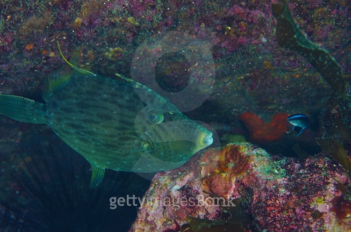 Threadsail Filefish-Stephanolepis cirrhifer 이미지 (469898350) - 게티이미지뱅크