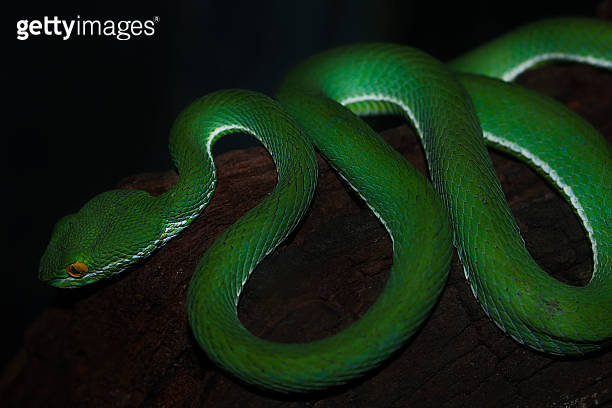 Green Viper Snake (465094132) - 게티이미지뱅크