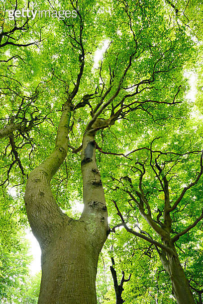 Towering High Beech Trees Reaching for Light in Mountain Forest 이미지 ...