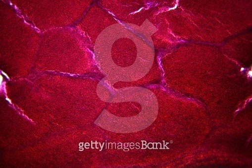 Liver cells under the light microscope. Leberzellen 이미지 (473475144 ...